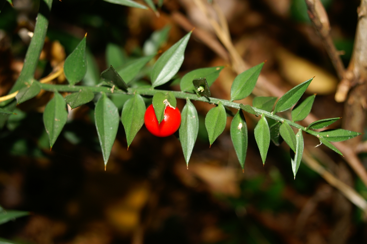 Primerki vrste bodeča lobodika (Ruscus aculeatus)
