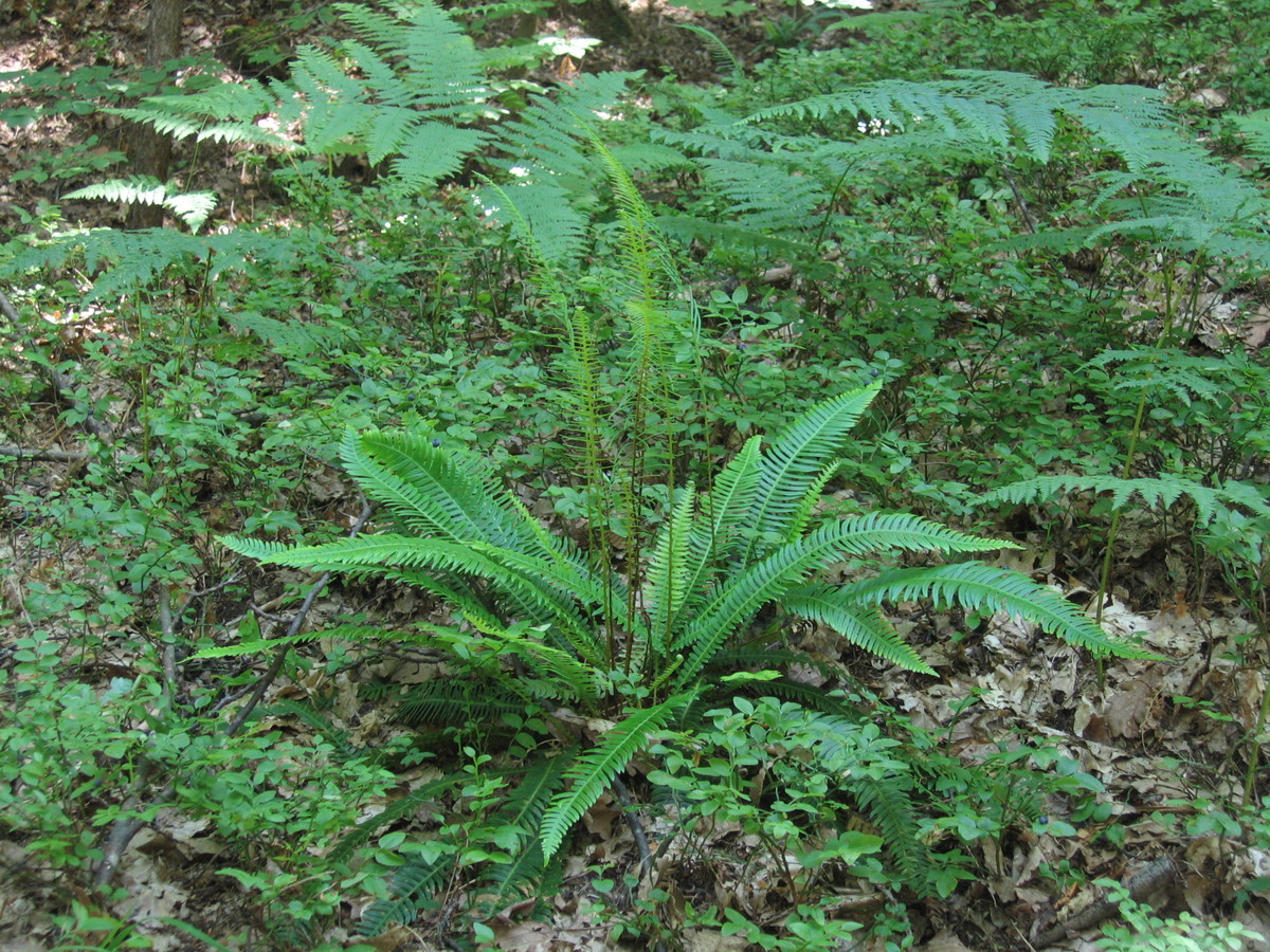 Primerki vrste rebrenjača (Blechnum spicant)