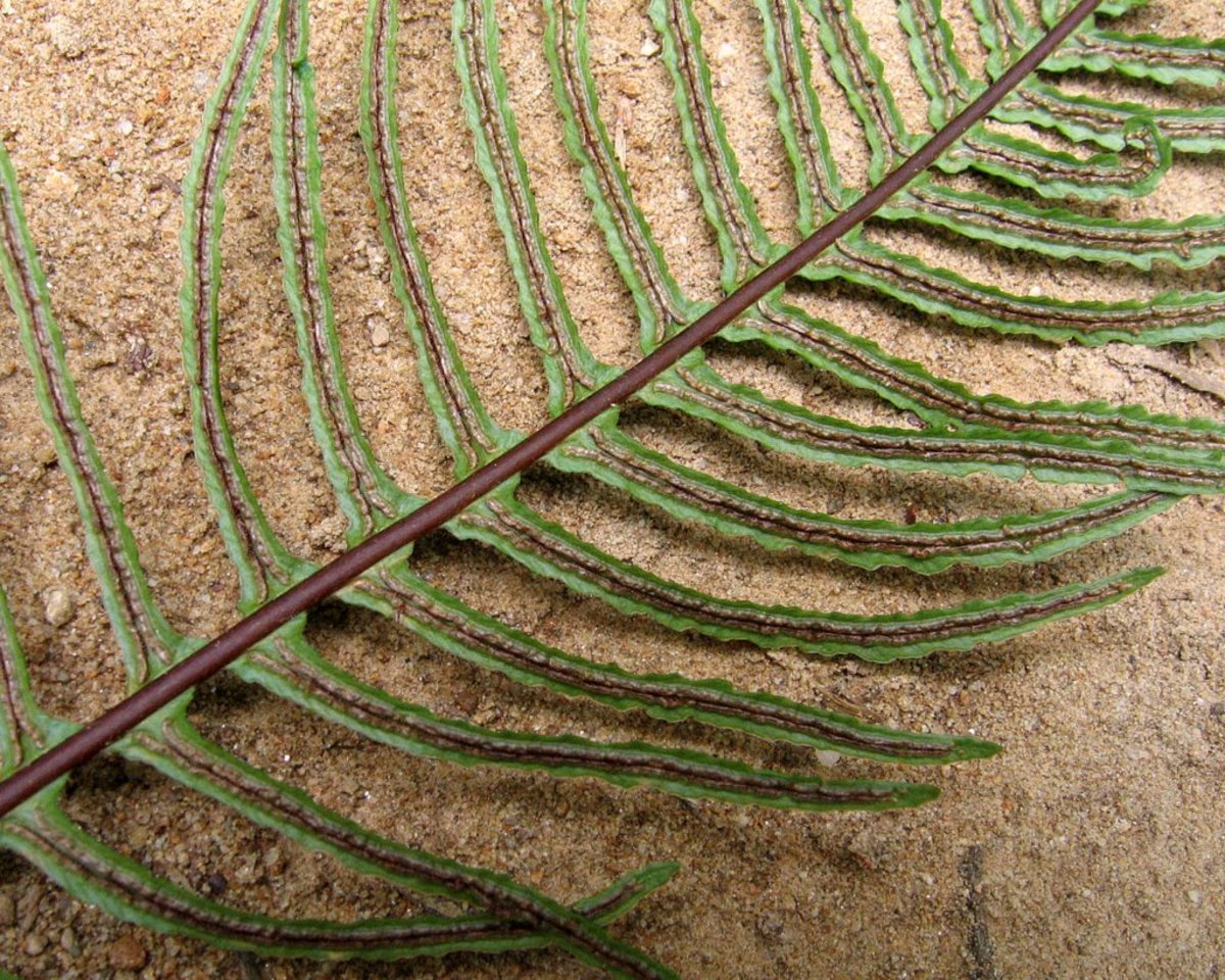 Primerki vrste rebrenjača (Blechnum spicant)