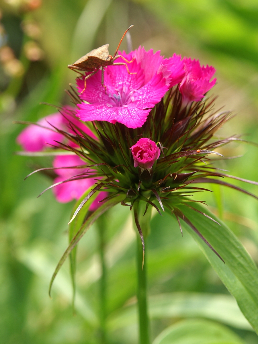 Primerki vrste brkati klinček (Dianthus barbatus)