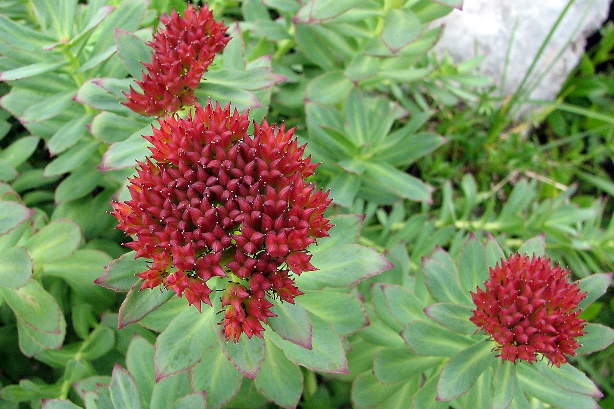 Primerki vrste navadni rožni koren (Rhodiola rosea)