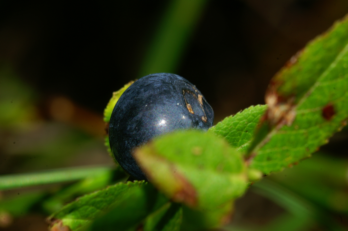 Primerki vrste borovnica (Vaccinium myrtillus)