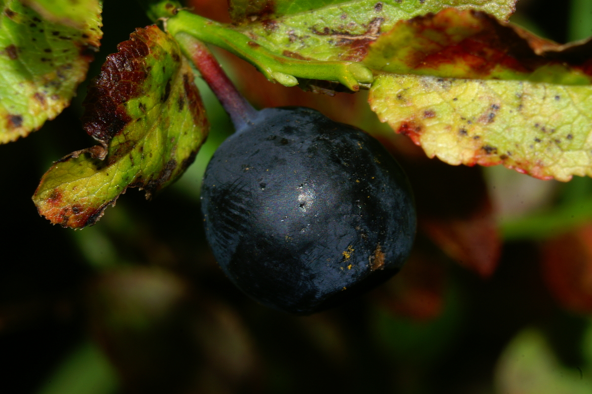 Primerki vrste borovnica (Vaccinium myrtillus)