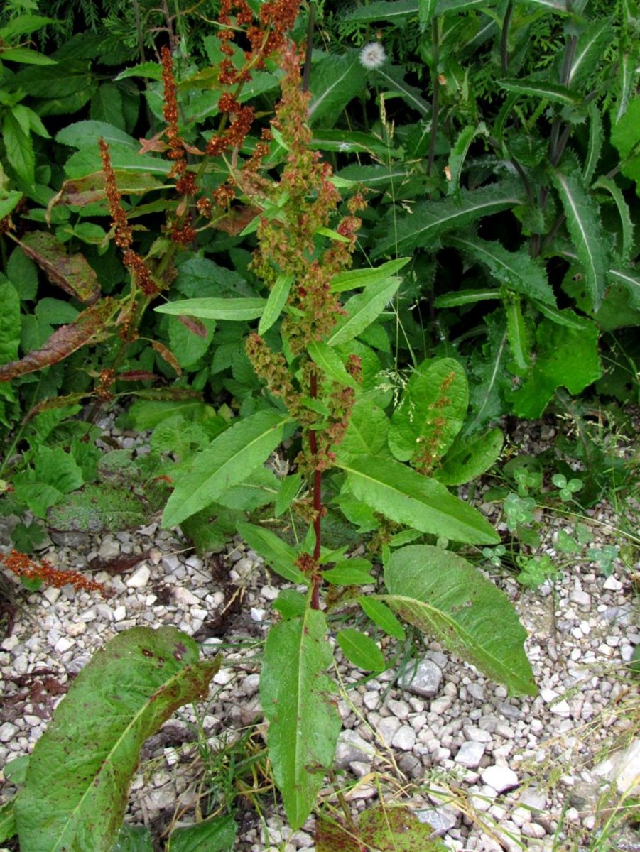 Primerki vrste topolistna kislica (Rumex obtusifolius)