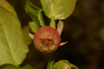 Primerki vrste borovnica (Vaccinium myrtillus)