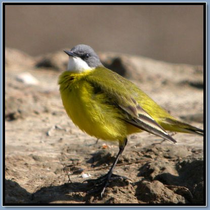 Slovenian Birds Photo Album : 10