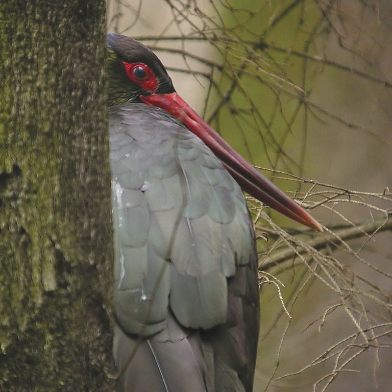 Slovenian Birds Photo Album : 12