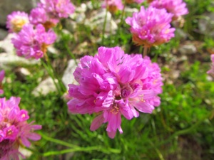 Alpsko cvetje in nekatere druge zavarovane rastline Slovenije