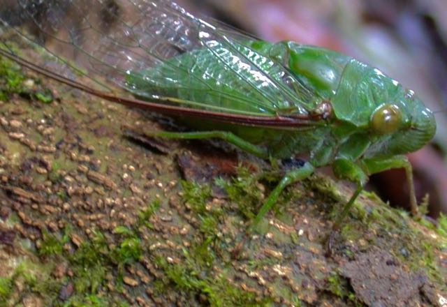 asian_cicadas2.html