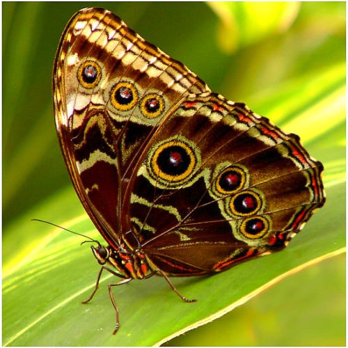 Maja čebelica je umrla