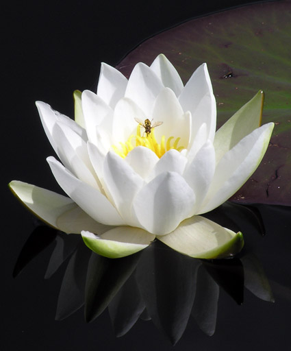 Razbitine letala na Klopnem vrhu (Stran 1) - Klepetalnica - Lovrenška ...