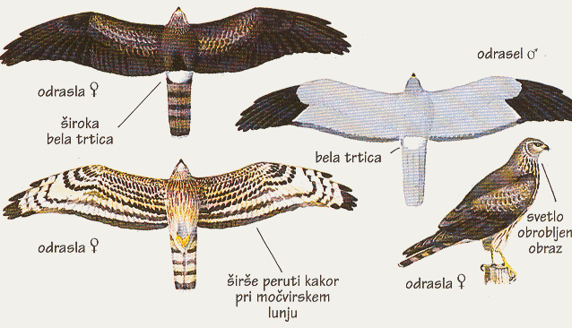 Pepelasti lunj-Circus cyaneus-Hen Harrier